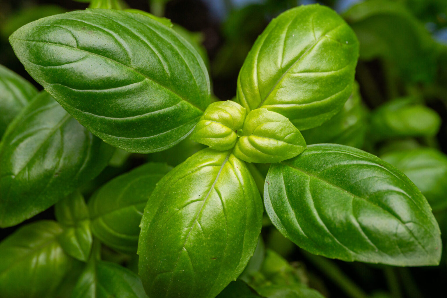 Basilikum: Küchen- und Heilkraut, Verwendung und Einsatz - Wildpflanzen ...